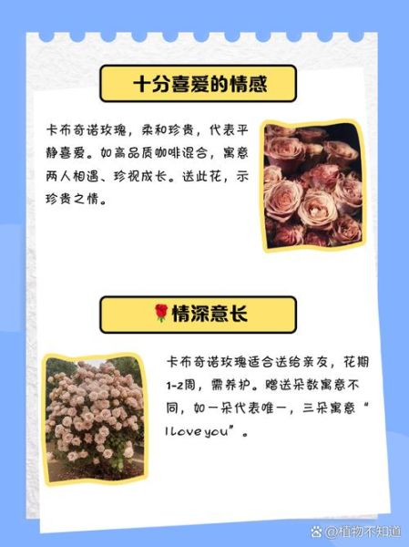 卡布奇诺玫瑰花语是什么_适合送什么人-第2张图片-山城妙识