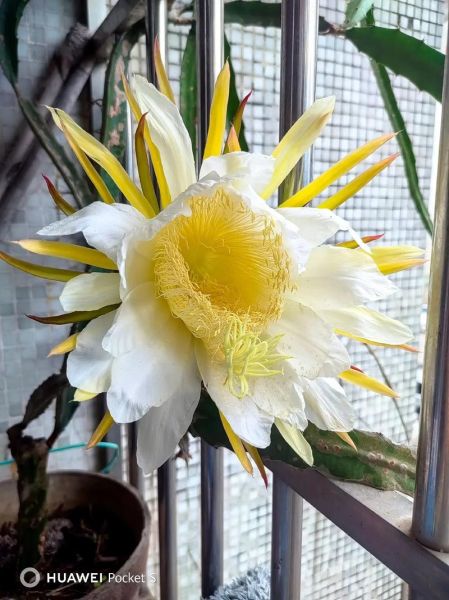 火龙果树怎么种_火龙果几年结果-第3张图片-山城妙识