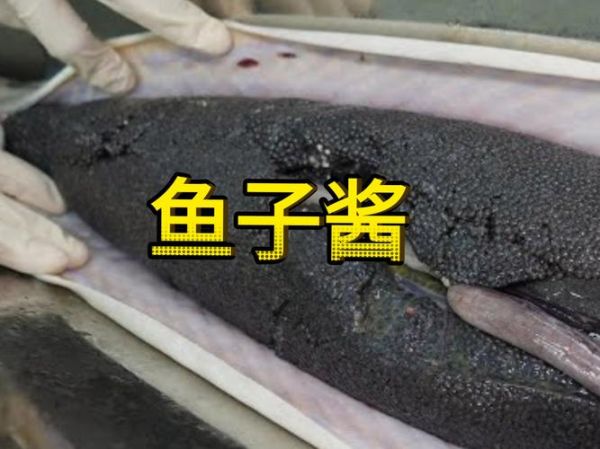 鱼子酱怎么做_家常做法步骤-第2张图片-山城妙识 鱼子酱怎么做_家常做法步骤-第2张图片-山城妙识