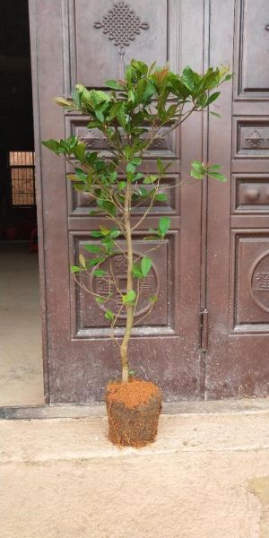 神秘果树苗多少钱一颗_神秘果树苗价格行情-第2张图片-山城妙识