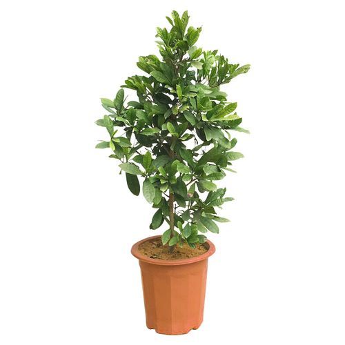 神秘果树苗多少钱一颗_神秘果树苗价格行情-第1张图片-山城妙识