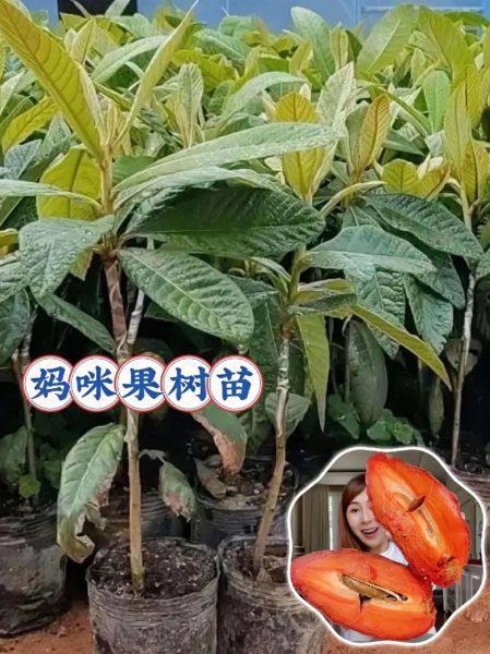 神秘果树苗多少钱一颗_神秘果树苗价格行情-第3张图片-山城妙识
