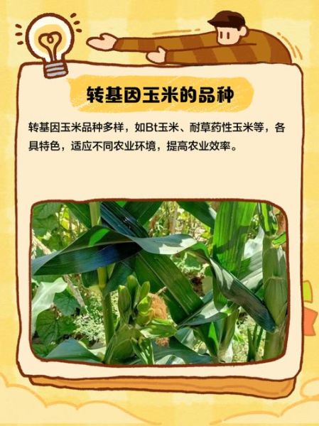 非转基因玉米怎么辨别_非转基因玉米识别方法-第2张图片-山城妙识