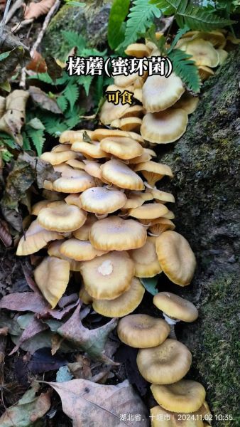 哪些野蘑菇可以吃_常见可食用野蘑菇图片长什么样-第1张图片-山城妙识