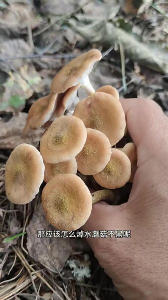 哪些野蘑菇可以吃_常见可食用野蘑菇图片长什么样-第3张图片-山城妙识