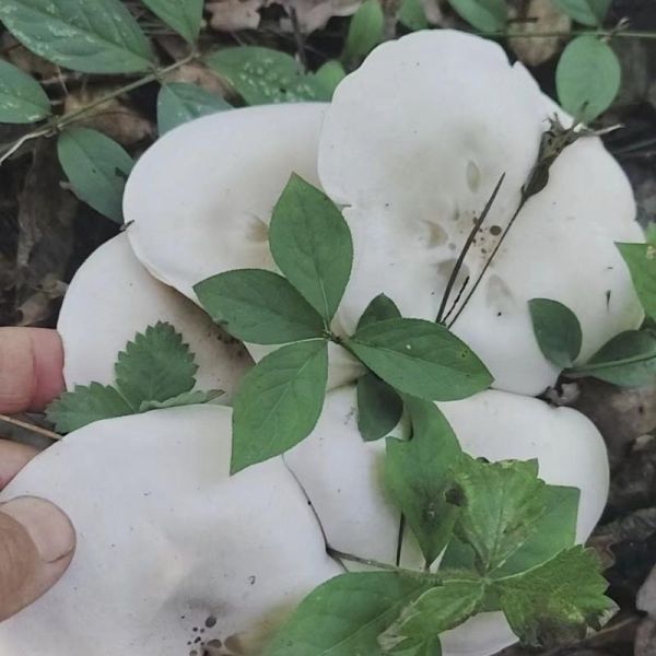 哪些野蘑菇可以吃_常见可食用野蘑菇图片长什么样-第2张图片-山城妙识