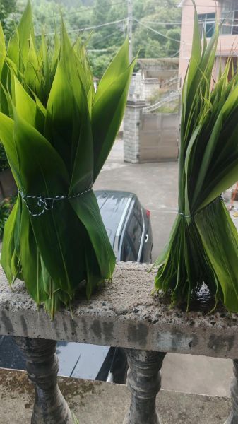 粽子叶图片_如何挑选新鲜粽叶-第1张图片-山城妙识 粽子叶图片_如何挑选新鲜粽叶-第1张图片-山城妙识