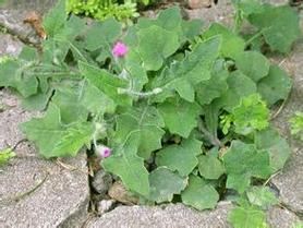 羊蹄子棵野菜图片_羊蹄子棵野菜能吃吗-第3张图片-山城妙识