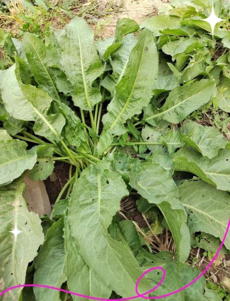 羊蹄子棵野菜图片_羊蹄子棵野菜能吃吗-第2张图片-山城妙识