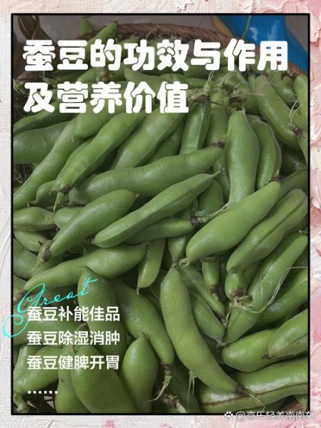 蚕豆的功效与作用及禁忌_哪些人不能吃蚕豆-第1张图片-山城妙识