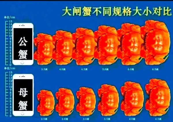 正宗阳澄湖大闸蟹哪里买_如何辨别真假-第1张图片-山城妙识 正宗阳澄湖大闸蟹哪里买_如何辨别真假-第1张图片-山城妙识