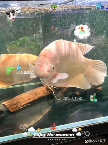 发财鱼图片怎么选_发财鱼图片高清下载-第3张图片-山城妙识