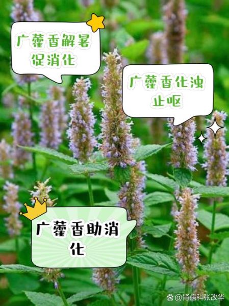 广藿香的功效与作用_广藿香能治疗哪些疾病-第2张图片-山城妙识 广藿香的功效与作用_广藿香能治疗哪些疾病-第2张图片-山城妙识