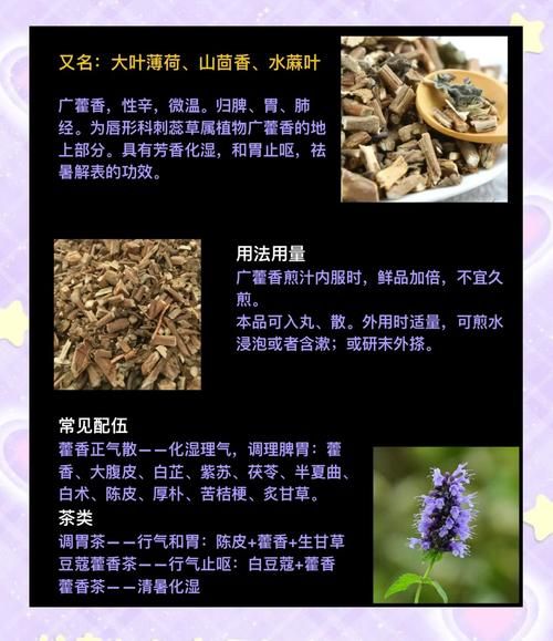 广藿香的功效与作用_广藿香能治疗哪些疾病-第3张图片-山城妙识 广藿香的功效与作用_广藿香能治疗哪些疾病-第3张图片-山城妙识