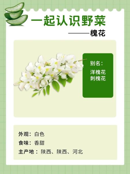 洋槐花有什么功效_洋槐花怎么吃最养生-第2张图片-山城妙识 洋槐花有什么功效_洋槐花怎么吃最养生-第2张图片-山城妙识