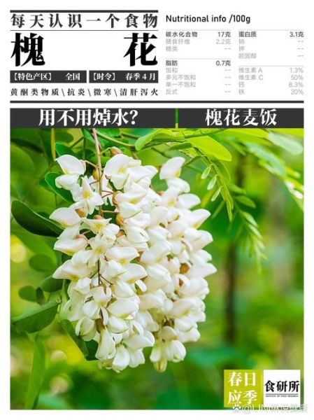 洋槐花有什么功效_洋槐花怎么吃最养生-第1张图片-山城妙识 洋槐花有什么功效_洋槐花怎么吃最养生-第1张图片-山城妙识