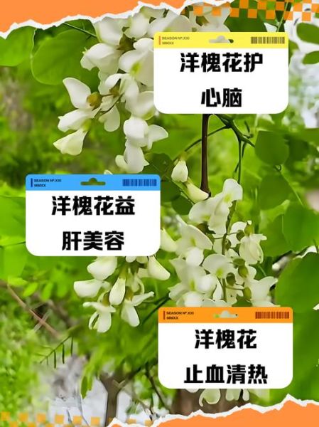 洋槐花有什么功效_洋槐花怎么吃最养生-第3张图片-山城妙识 洋槐花有什么功效_洋槐花怎么吃最养生-第3张图片-山城妙识