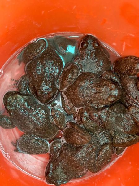 石蛙多少钱一斤_石蛙养殖技术难不难-第1张图片-山城妙识