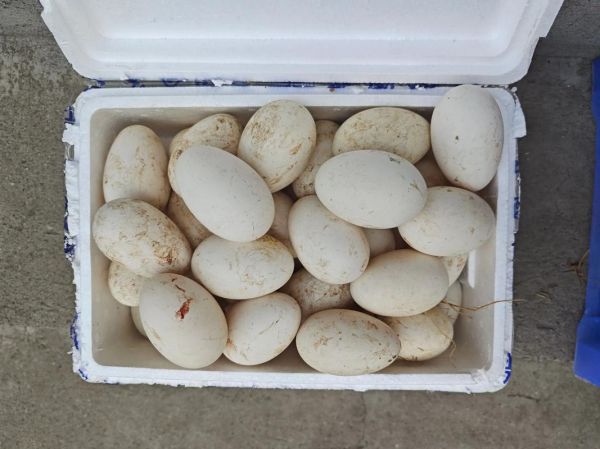 鹅蛋怎么保存不会坏_鹅蛋可以放多久-第3张图片-山城妙识