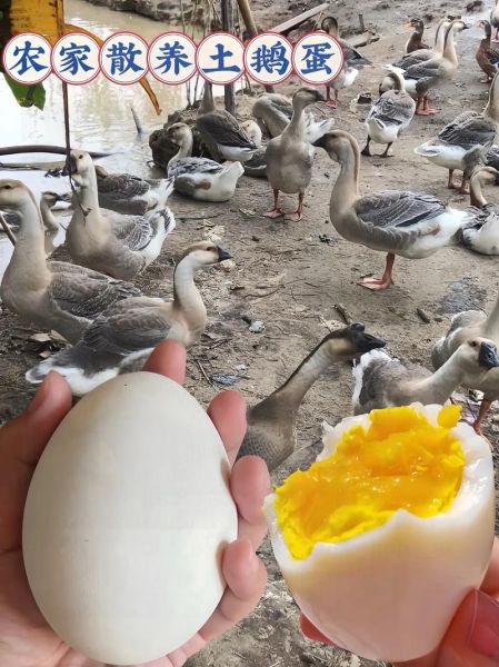 鹅蛋怎么保存不会坏_鹅蛋可以放多久-第2张图片-山城妙识