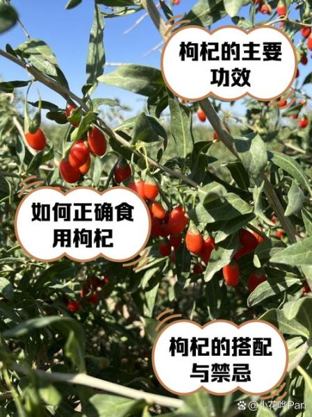 新鲜枸杞子的功效与作用_怎么吃效果最好-第3张图片-山城妙识