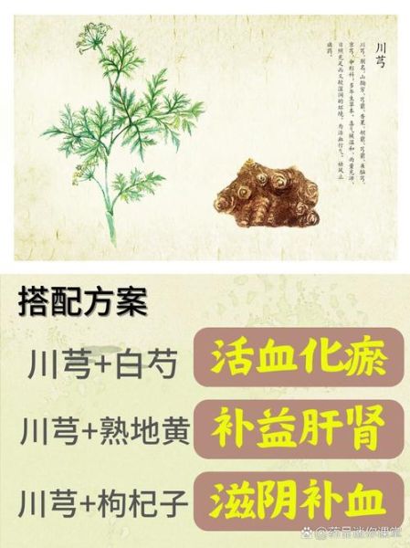 川穹和川芎一样吗_川穹与川芎的区别-第1张图片-山城妙识