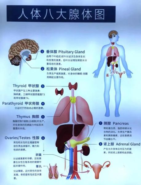 松果体位于哪个位置_松果体有什么功能-第1张图片-山城妙识 松果体位于哪个位置_松果体有什么功能-第1张图片-山城妙识