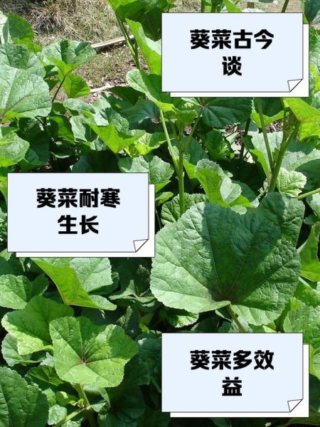 冬葵菜怎么吃_冬葵菜有什么功效-第1张图片-山城妙识 冬葵菜怎么吃_冬葵菜有什么功效-第1张图片-山城妙识