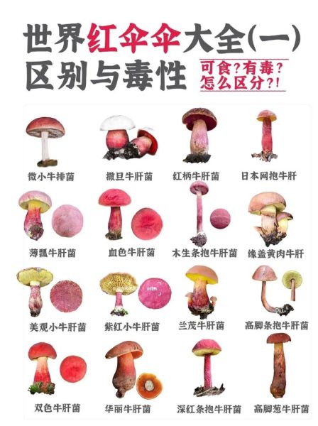 毒红菇图片和没毒红菇区别_如何一眼识别-第1张图片-山城妙识