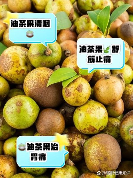 油茶果的功效与作用_油茶果怎么吃效果最好-第1张图片-山城妙识 油茶果的功效与作用_油茶果怎么吃效果最好-第1张图片-山城妙识