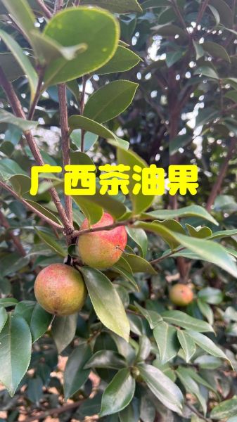 油茶果的功效与作用_油茶果怎么吃效果最好-第2张图片-山城妙识 油茶果的功效与作用_油茶果怎么吃效果最好-第2张图片-山城妙识