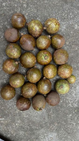 油茶果的功效与作用_油茶果怎么吃效果最好-第3张图片-山城妙识 油茶果的功效与作用_油茶果怎么吃效果最好-第3张图片-山城妙识