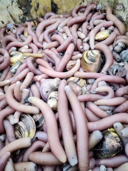 海沙虫是什么_海沙虫可以吃吗-第2张图片-山城妙识