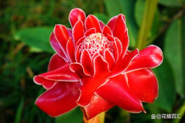 姜花怎么水养_姜花水养多久换一次水-第2张图片-山城妙识