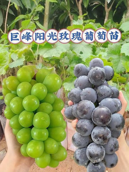 最好吃的提子品种有哪些_巨峰葡萄和阳光玫瑰哪个更甜-第1张图片-山城妙识
