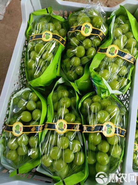 最好吃的提子品种有哪些_巨峰葡萄和阳光玫瑰哪个更甜-第3张图片-山城妙识