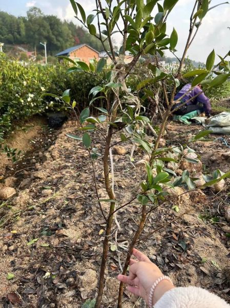 油茶种植前景如何_油茶高产栽培技术有哪些-第1张图片-山城妙识 油茶种植前景如何_油茶高产栽培技术有哪些-第1张图片-山城妙识