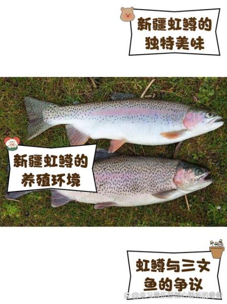 虹鳟鱼图片大全大图_虹鳟鱼高清图鉴-第1张图片-山城妙识