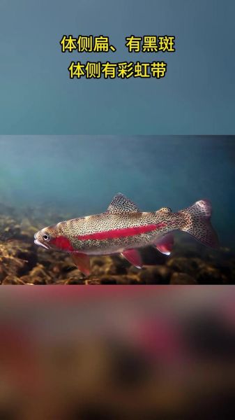 虹鳟鱼图片大全大图_虹鳟鱼高清图鉴-第3张图片-山城妙识