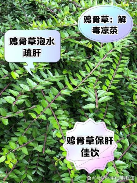 鸡骨草泡水喝的功效_鸡骨草泡水喝的禁忌-第1张图片-山城妙识 鸡骨草泡水喝的功效_鸡骨草泡水喝的禁忌-第1张图片-山城妙识