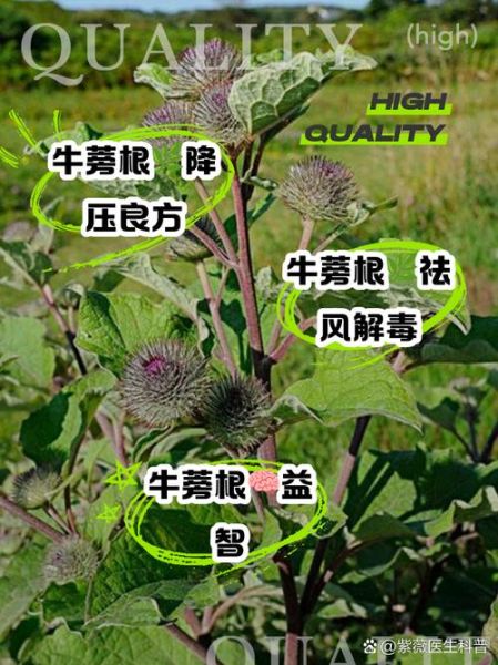 牛蒡怎么吃_牛蒡的功效与作用有哪些-第2张图片-山城妙识