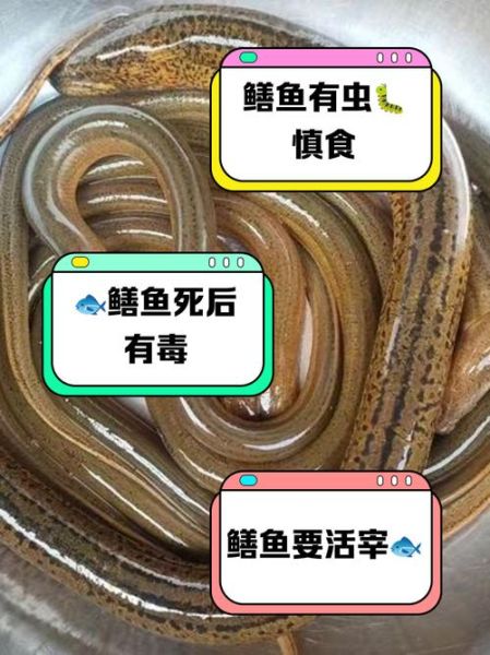 吃鳝鱼禁忌_鳝鱼不能和什么一起吃-第3张图片-山城妙识