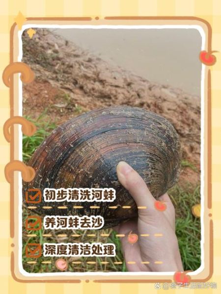 河蚌怎么清洗才干净_河蚌清洗内脏要不要去掉-第1张图片-山城妙识
