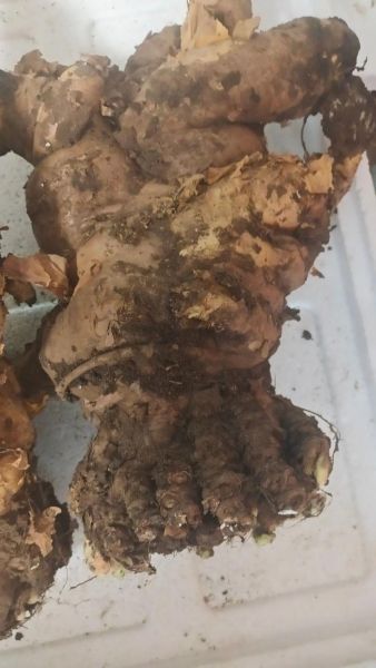 大戟的功效与作用_大戟有毒吗-第1张图片-山城妙识