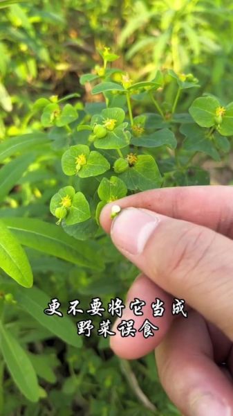 大戟的功效与作用_大戟有毒吗-第2张图片-山城妙识
