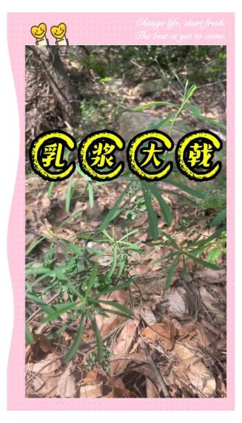 大戟的功效与作用_大戟有毒吗-第3张图片-山城妙识