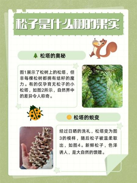 松塔是什么树的果实_松塔和松果的区别-第2张图片-山城妙识