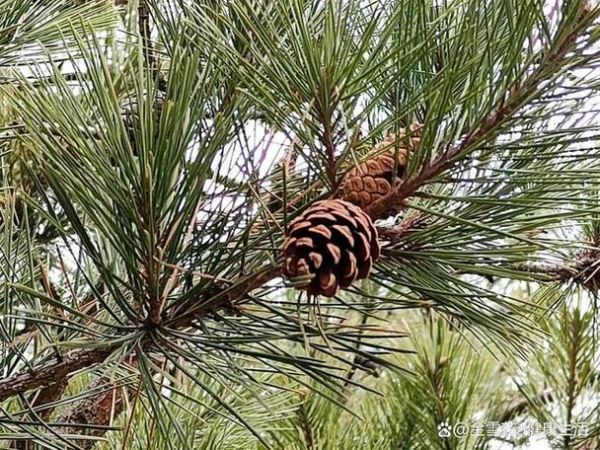 松塔是什么树的果实_松塔和松果的区别-第3张图片-山城妙识