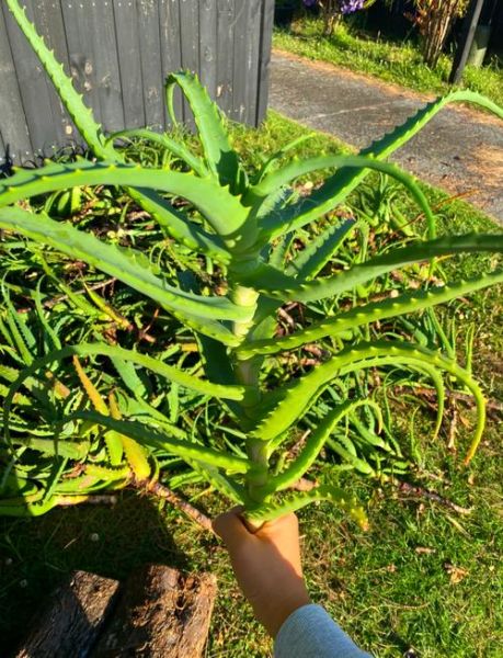 木立芦荟图片_如何辨别真假-第1张图片-山城妙识