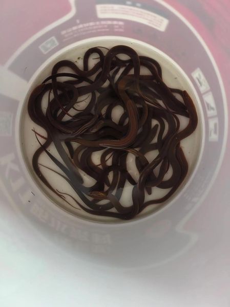 黄鳝价格多少钱一斤_2024年最新行情-第3张图片-山城妙识 黄鳝价格多少钱一斤_2024年最新行情-第3张图片-山城妙识